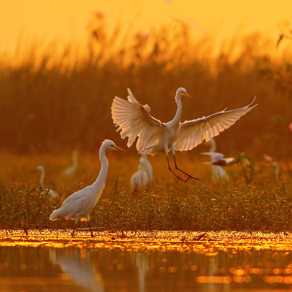 Wetlands Ecosystems Collection - Let's Do Science - MindFuel STEM Store